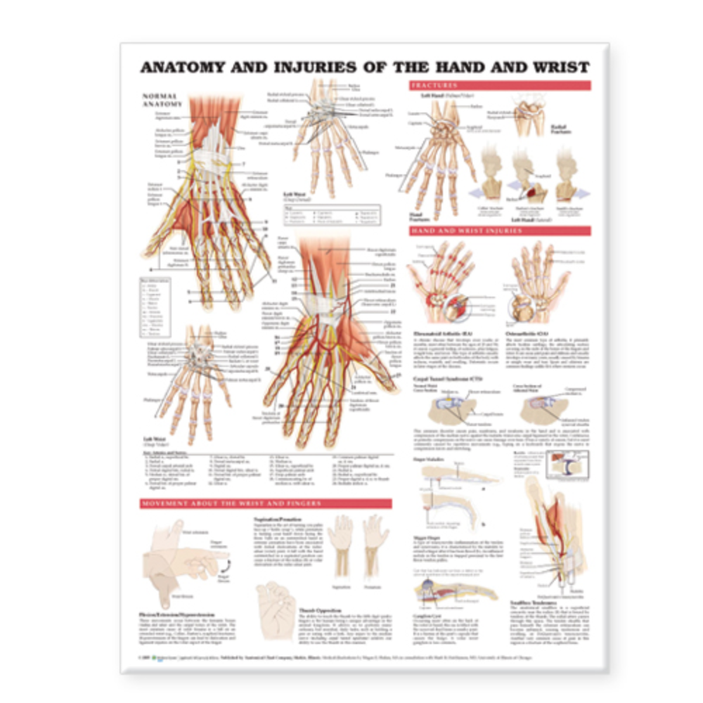 Anatomy and Injuries of the Hand and Wrist Anatomical Chart – Medshop ...